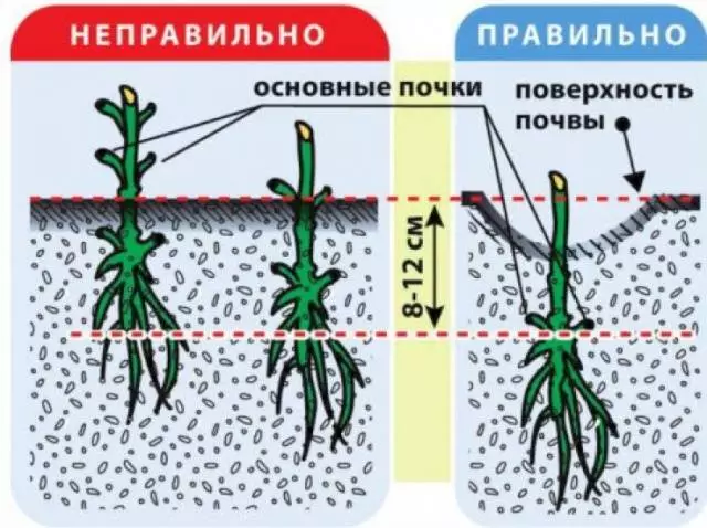 Clematis Kardinalo Vyshinsky: priskribo, foto, recenzoj, tajlanta grupo 11313_9