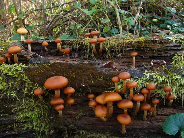 Galerina bordée: à quoi elle ressemble, où elle pousse, comestible, comment la distinguer, photo 1132_1