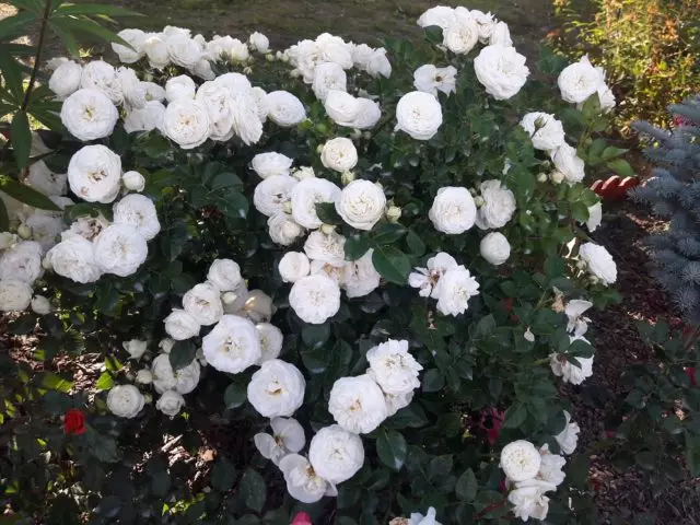 Rose Wedding Piano (Հարսանյաց դաշնամուր). Լուսանկար և նկարագրություն, ակնարկներ 11346_1