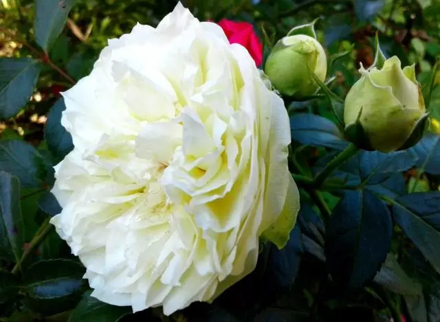 Rose Wedding Piano (Հարսանյաց դաշնամուր). Լուսանկար և նկարագրություն, ակնարկներ 11346_2