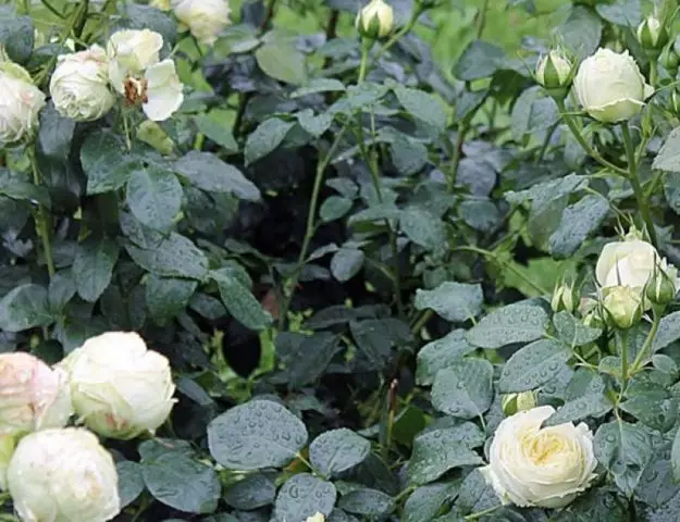 Rose Wedding Piano (Հարսանյաց դաշնամուր). Լուսանկար և նկարագրություն, ակնարկներ 11346_6