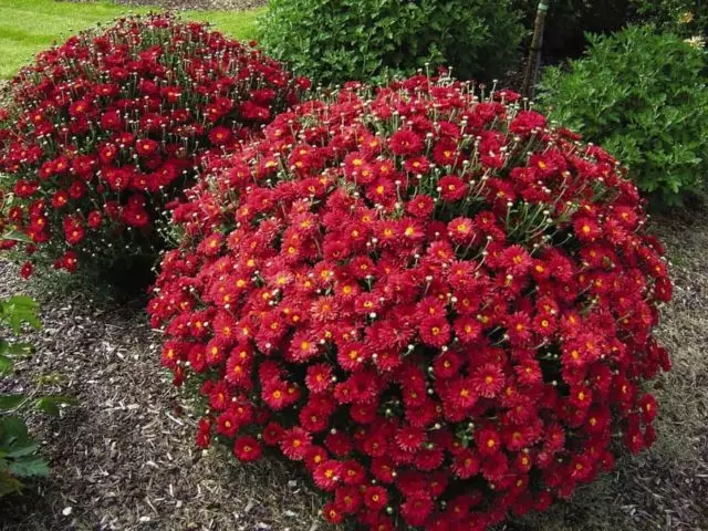 Kailan ililipat ang mga chrysanthemum sa bahay at sa hardin, sa tagsibol o taglagas 11355_1