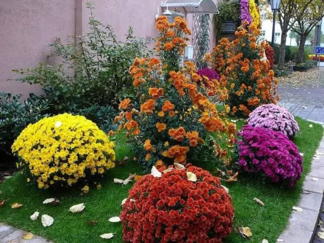 Kailan ililipat ang mga chrysanthemum sa bahay at sa hardin, sa tagsibol o taglagas 11355_2