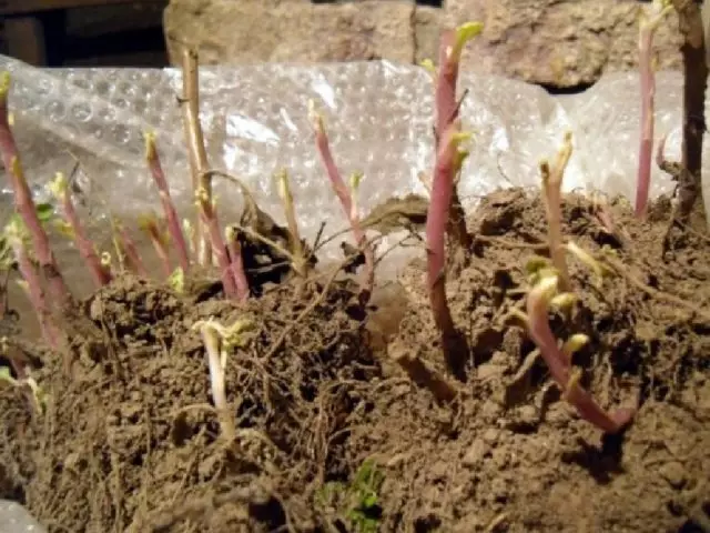 Kailan ililipat ang mga chrysanthemum sa bahay at sa hardin, sa tagsibol o taglagas 11355_3