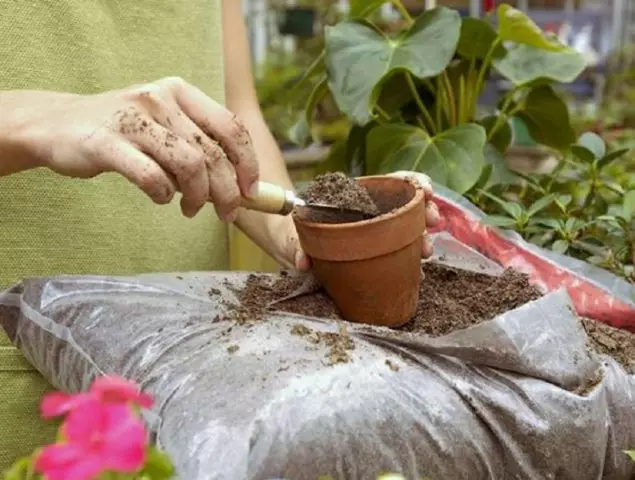 Kailan ililipat ang mga chrysanthemum sa bahay at sa hardin, sa tagsibol o taglagas 11355_5