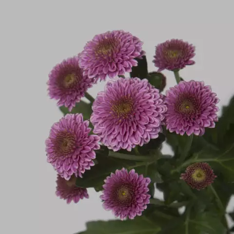 Chrysanthemum Santini: karazany, fambolena sy fikarakarana, fampitomboana, famahanana ary fanetezana 11356_11