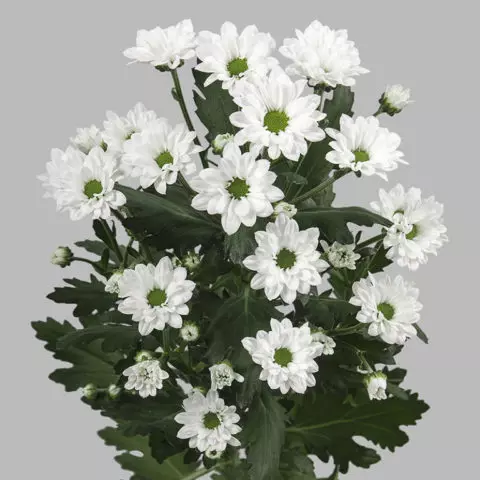 Chrysanthemum Santini: karazany, fambolena sy fikarakarana, fampitomboana, famahanana ary fanetezana 11356_2