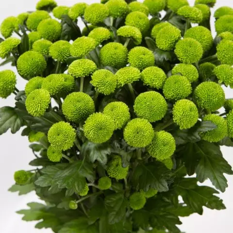 Chrysanthemum Santini: karazany, fambolena sy fikarakarana, fampitomboana, famahanana ary fanetezana 11356_3