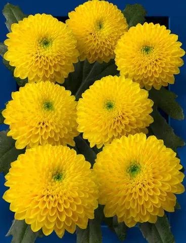 Chrysanthemum Santini: karazany, fambolena sy fikarakarana, fampitomboana, famahanana ary fanetezana 11356_4