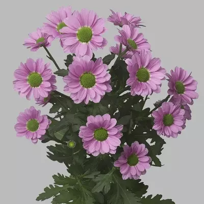 Chrysanthemum Santini: karazany, fambolena sy fikarakarana, fampitomboana, famahanana ary fanetezana 11356_5