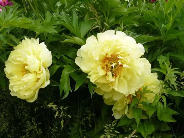 Peony Bartzella (Bartzella): mô tả về giống lai Ito, cách trồng và chăm sóc 11362_1