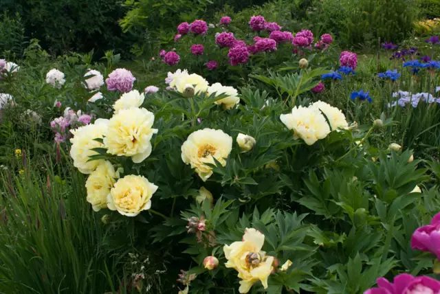 Peony Bartzella (Bartzella): faʻamatalaga o le Ito hybrid, totoina ma le tausiga 11362_2