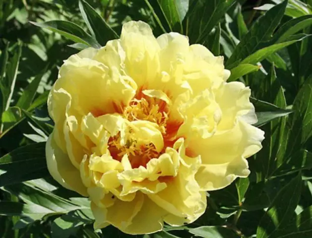 Peony Bartzella (Bartzella): sharraxaadda isku -dhafka Ito, beeritaanka iyo daryeelka 11362_4