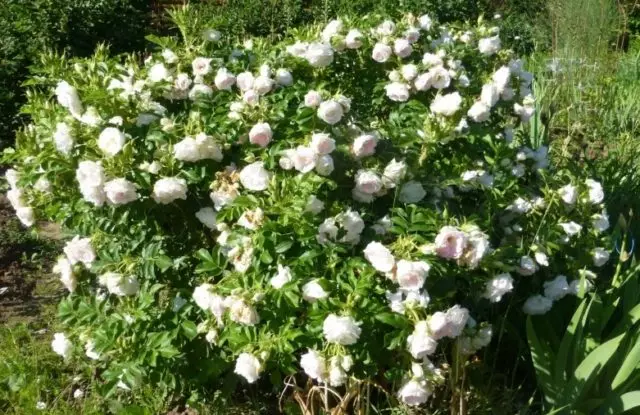 Rose Louise Bugnet de selecció canadenca (Louise Bugnet): descripció, plantació i cura de la varietat 11369_1