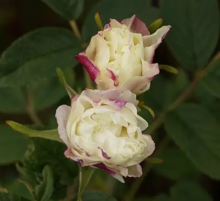 Rose Louise Bugnet e përzgjedhjes kanadeze (Louise Bugnet): përshkrimi i varieteteve, mbjellja dhe kujdesi 11369_2