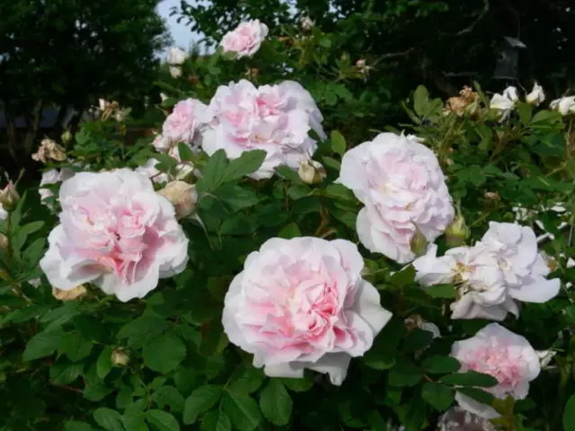 Rose Louise Bugnet de selecció canadenca (Louise Bugnet): descripció, plantació i cura de la varietat 11369_3