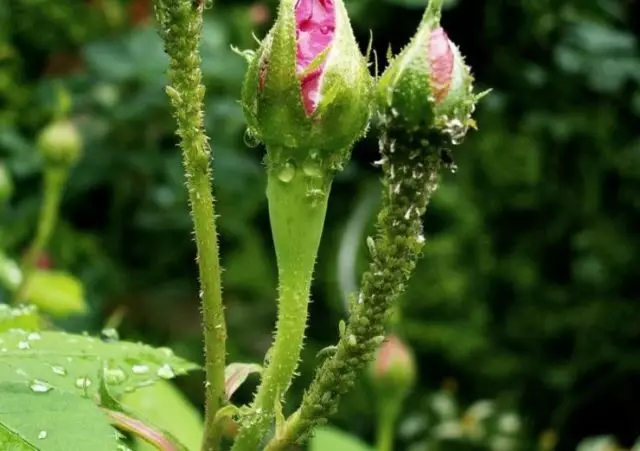 Rose Louise Bugnet នៃការជ្រើសរើសជនជាតិកាណាដា (Louise Bugnet)៖ ការពិពណ៌នាពូជការដាំនិងការថែទាំ 11369_5