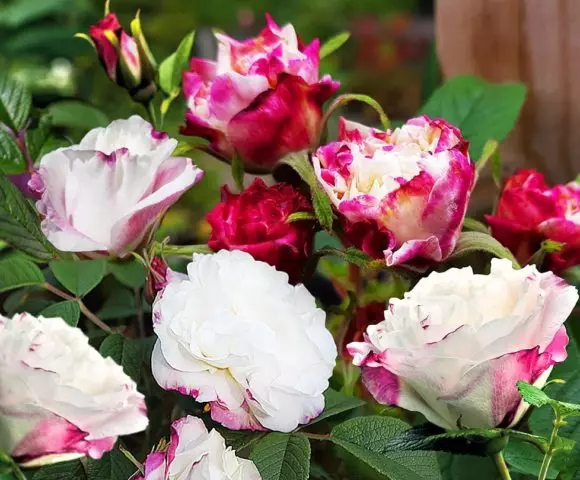 Rose Louise Bugnet de selección canadiense (Louise Bugnet): descripción de la variedad, plantación y cuidado 11369_6