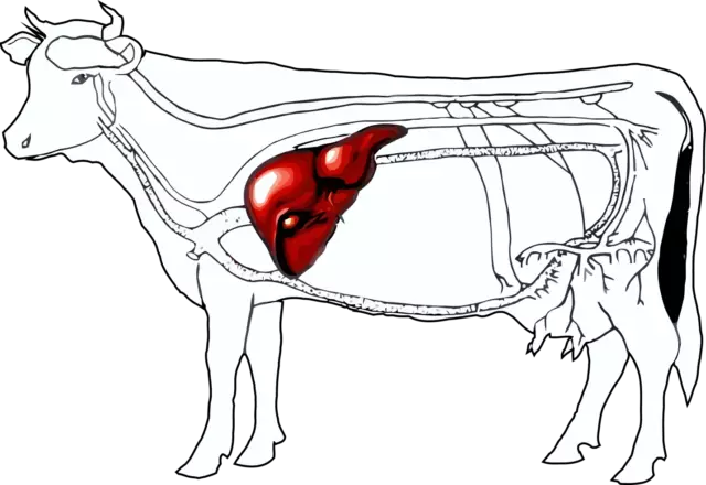 गुरांमध्ये हिपॅटोसिस (फॅटी, विषारी): लक्षणे, उपचार, रोगनिदान 11377_4