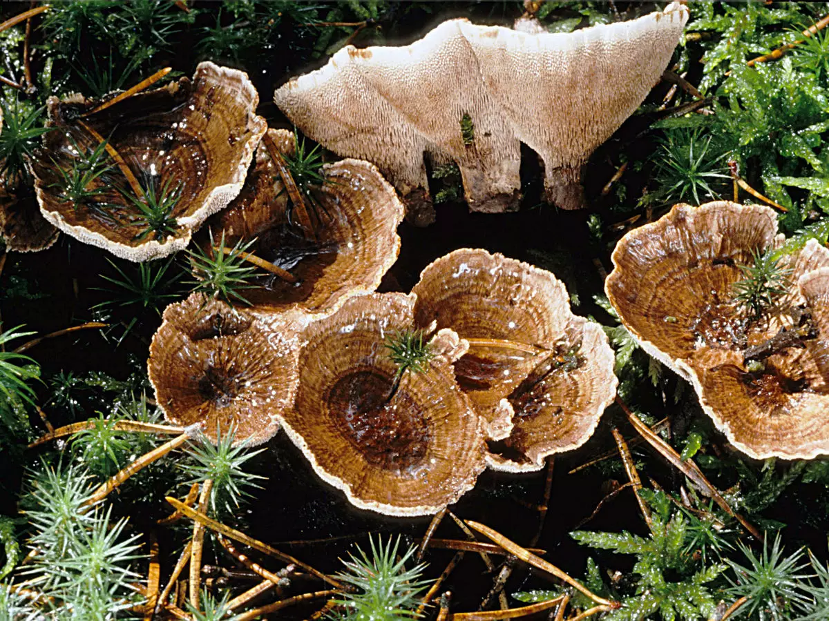 Hericium bergaris (Hydnellum concrescens): seperti apa bentuknya, di mana dan bagaimana tumbuhnya, dapat dimakan atau tidak