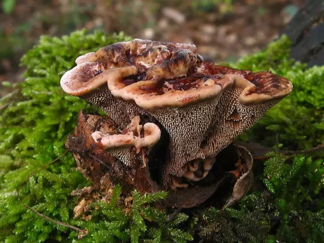 Hericium zolaqlı (Hydnellum concrescens): necə görünür, harada və necə böyüyür, yeməli və ya deyil 1138_1