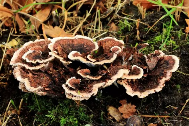 Hericium striped (Hydnellum concrescens): ew çawa xuya dike, li ku û çawa mezin dibe, xwarin an na 1138_2