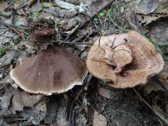 Hericium striped (Hydnellum concrescens): ew çawa xuya dike, li ku û çawa mezin dibe, xwarin an na 1138_4