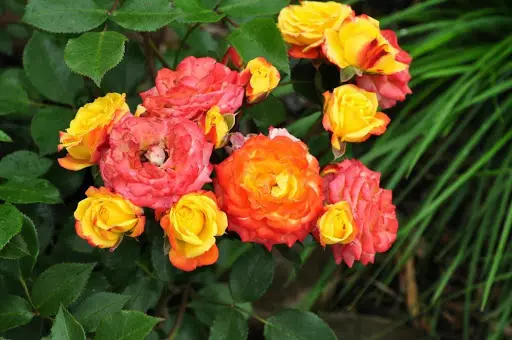 Rose floribunda Rumba (Rumba): grianghraf agus tuairisc, léirmheasanna ar éagsúlacht, tréithe grandiflora 11394_2