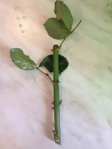 Rose floribunda Rumba (Rumba): grianghraf agus tuairisc, léirmheasanna ar éagsúlacht, tréithe grandiflora 11394_4