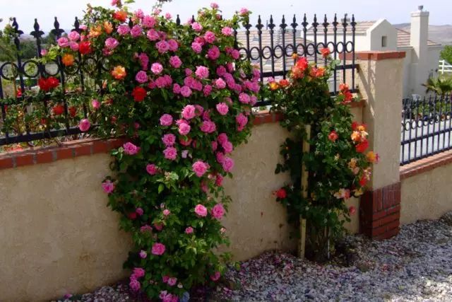 Rose floribunda Rumba (Rumba): grianghraf agus tuairisc, léirmheasanna ar éagsúlacht, tréithe grandiflora 11394_7