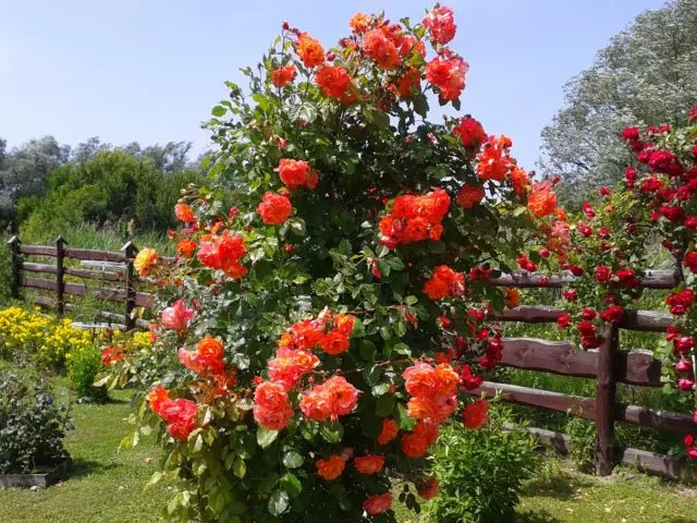 Rose floribunda Rumba (Rumba): grianghraf agus tuairisc, léirmheasanna ar éagsúlacht, tréithe grandiflora 11394_8