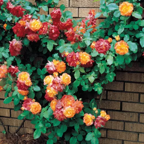 Rose floribunda Rumba (Rumba): grianghraf agus tuairisc, léirmheasanna ar éagsúlacht, tréithe grandiflora 11394_9