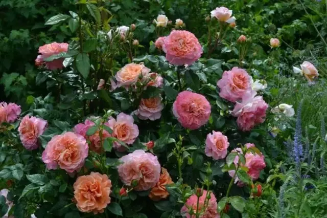 Rose Augusta Luise (Augusta Luise): park növünün təsviri, xüsusiyyətləri, bağda necə budama, bitki və qulluq. 11395_1