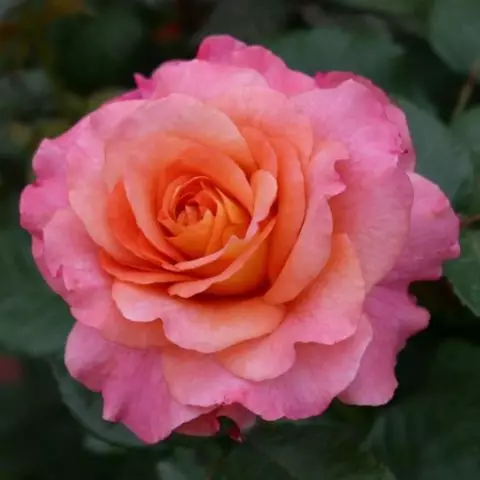 Rose Augusta Luise (Augusta Luise): park növünün təsviri, xüsusiyyətləri, bağda necə budama, bitki və qulluq. 11395_2