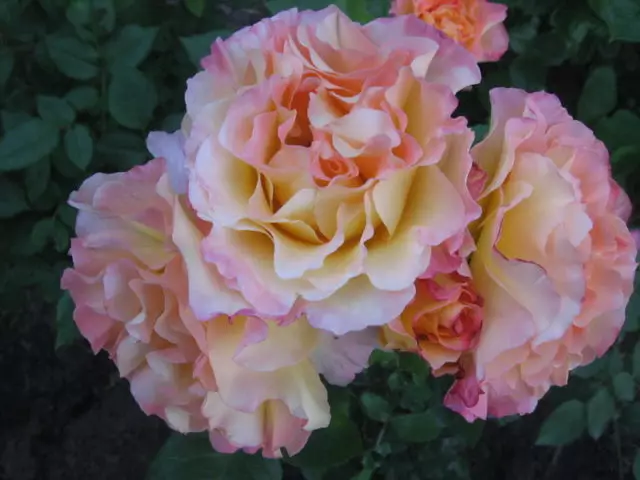 Rose Augusta Luise (Augusta Luise): park növünün təsviri, xüsusiyyətləri, bağda necə budama, bitki və qulluq. 11395_3