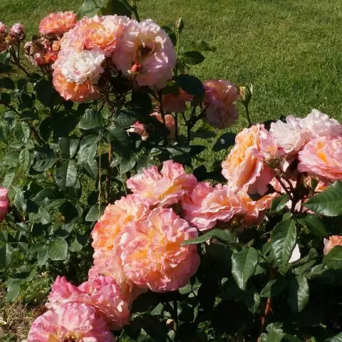 Rose Augusta Luise (Augusta Luise): park növünün təsviri, xüsusiyyətləri, bağda necə budama, bitki və qulluq. 11395_8