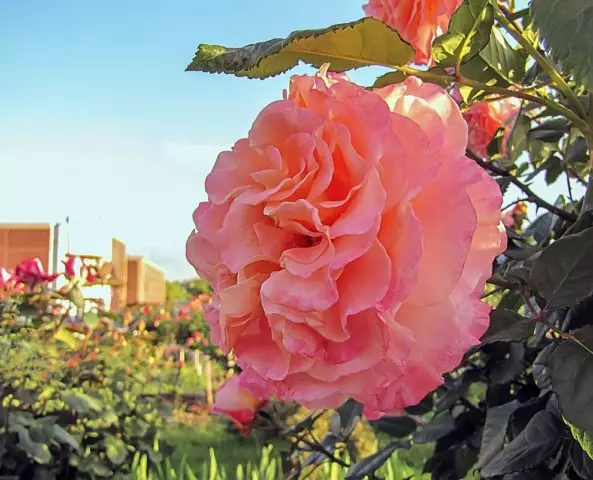 Rose Augusta Luise (Augusta Luise): park növünün təsviri, xüsusiyyətləri, bağda necə budama, bitki və qulluq. 11395_9