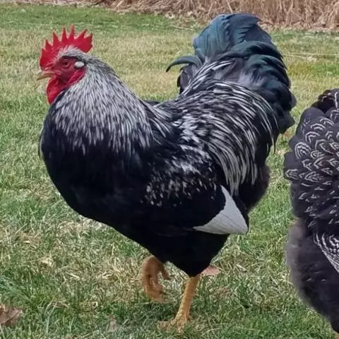 Barnevelder tavuk ırkı: açıklama, fotoğraflar, yorumlar 11412_32