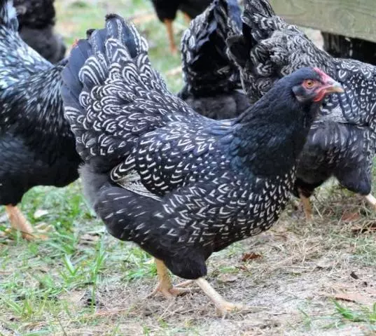 Barnevelder tavuk ırkı: açıklama, fotoğraflar, yorumlar 11412_35