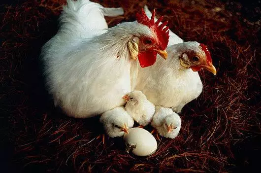 Ayam bertelur: baka terbaik, keterangan dengan foto