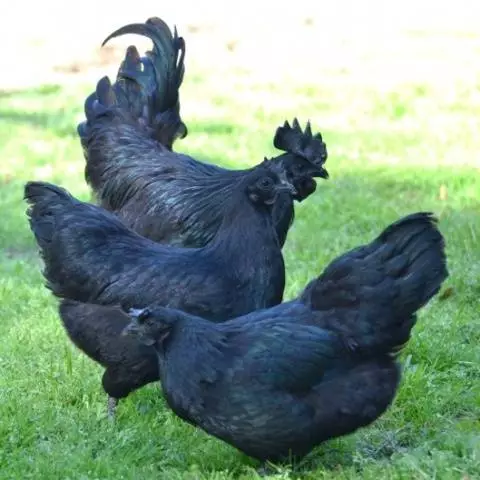 Κοτόπουλα και πετεινά Ayam Tsemani: περιγραφή φυλής, φωτογραφίες, κριτικές 11419_12