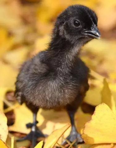 Nkhuku ndi tambala Ayam Tsemani: kufotokozera mitundu, zithunzi, ndemanga 11419_2