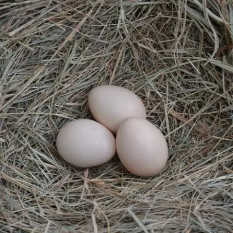 Nkhuku ndi tambala Ayam Tsemani: kufotokozera mitundu, zithunzi, ndemanga 11419_23