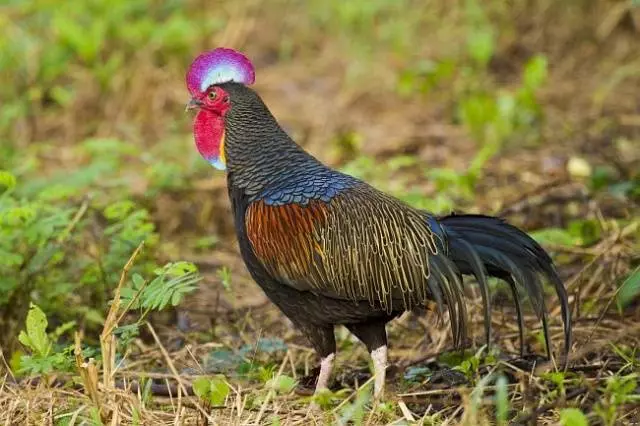 Nkhuku ndi tambala Ayam Tsemani: kufotokozera mitundu, zithunzi, ndemanga 11419_4