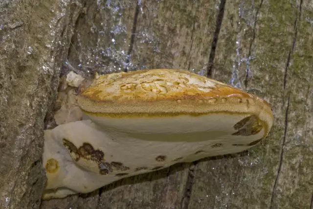 Hrast Piptoporus (hrast polipore, Buglossoporus quercinus): kako izgleda, gdje i kako raste, jestivo ili ne