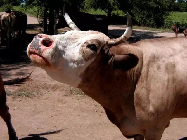 Bloqueo del esófago en una vaca: que es, síntomas, que hacer 11443_1