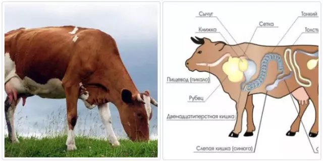 Bloqueo del esófago en una vaca: que es, síntomas, que hacer 11443_4