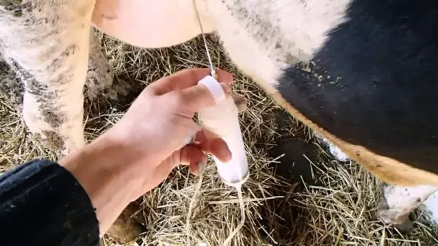 Piedra de leche en una vaca: tratamiento, síntomas, prevención, video. 11448_1