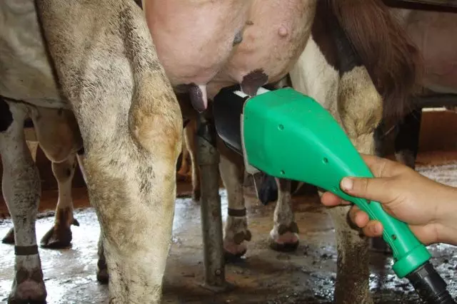 Piedra de leche en una vaca: tratamiento, síntomas, prevención, video. 11448_2