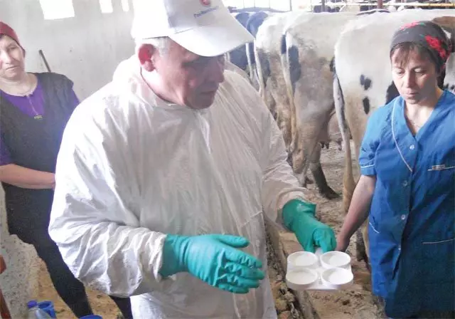 Piedra de leche en una vaca: tratamiento, síntomas, prevención, video. 11448_4